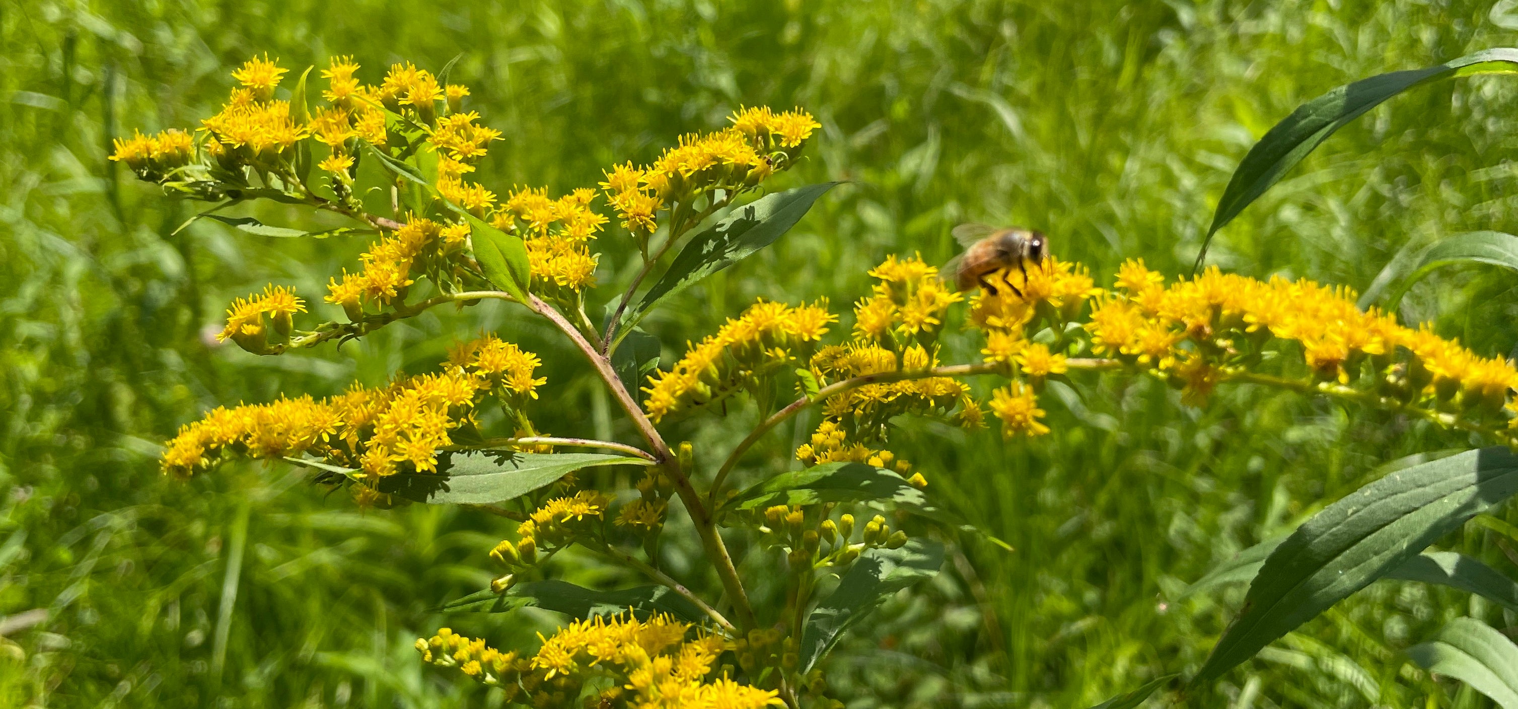 Walnut Farm Bees