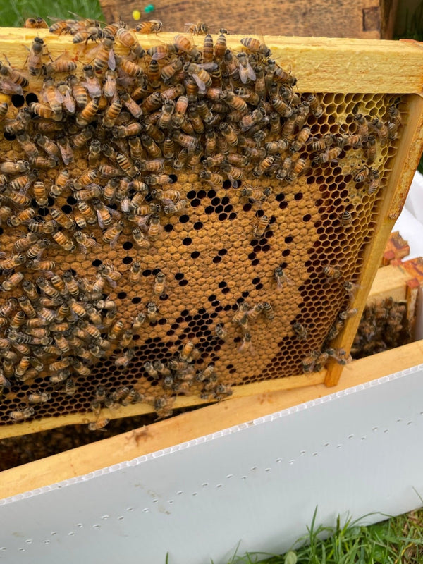 Spring Bees - Walnut Farm Bees LLC